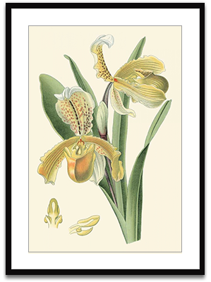 Delicate Orchid IV – The Living Influence